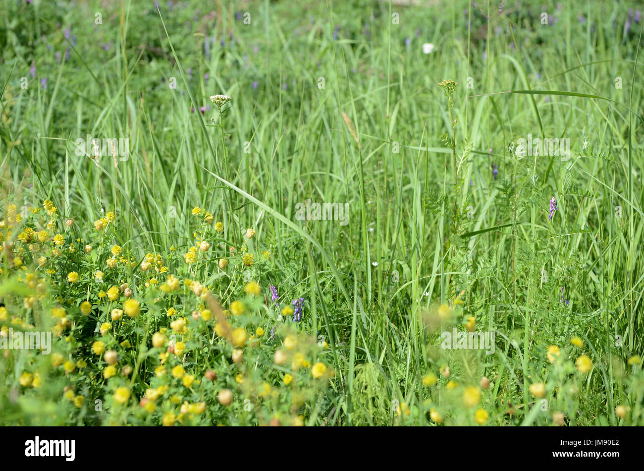Grass and flowers on a meadow close up as background Stock Photo - Alamy