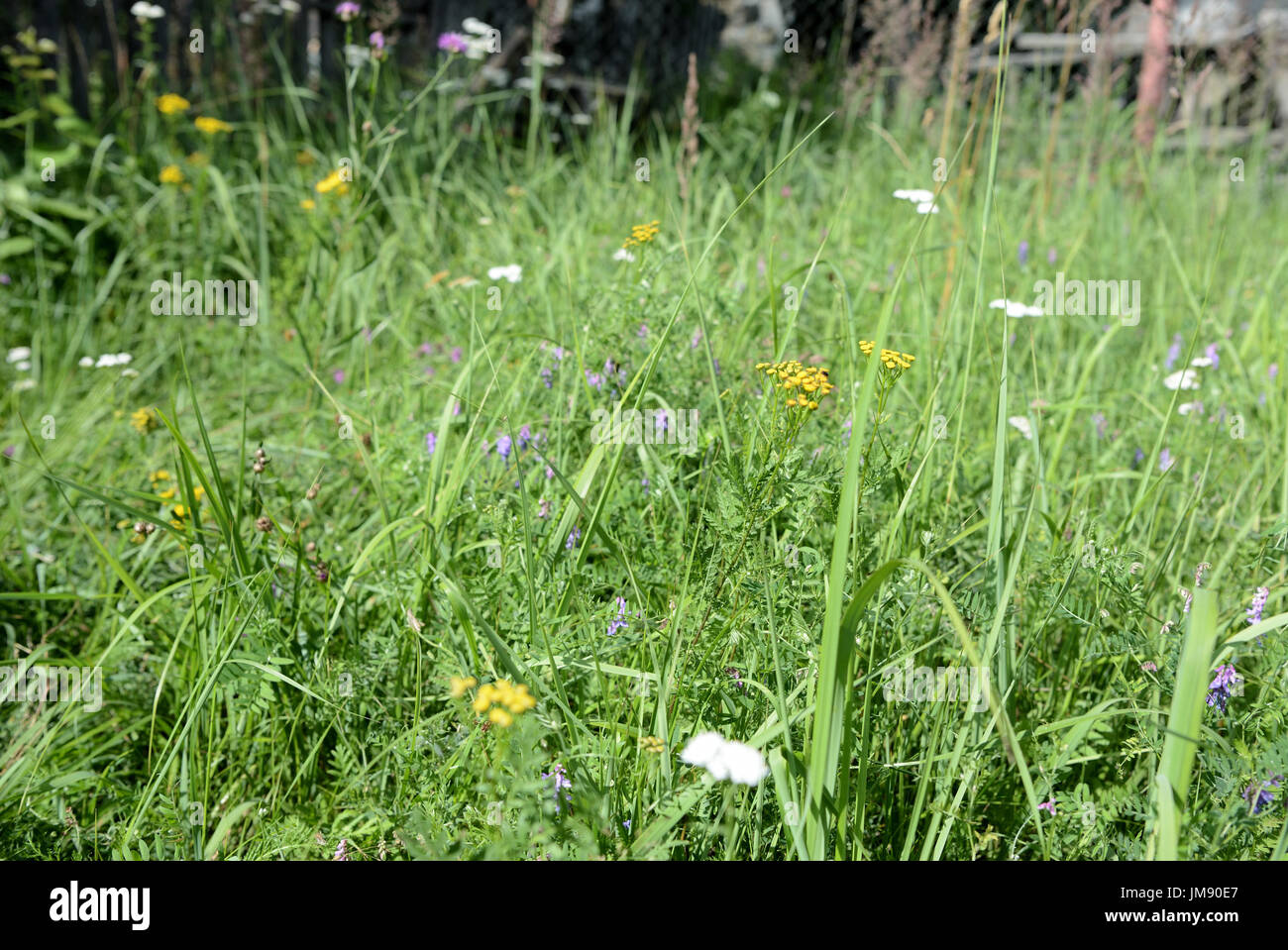Grass and flowers on a meadow close up as background Stock Photo - Alamy