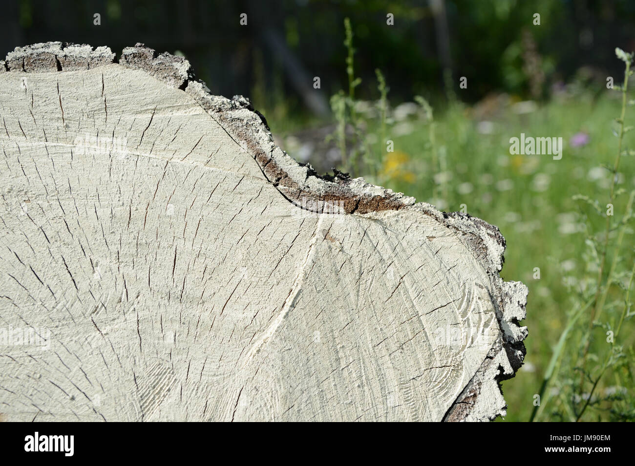 Cut of birch tree close up as background and texture Stock Photo - Alamy