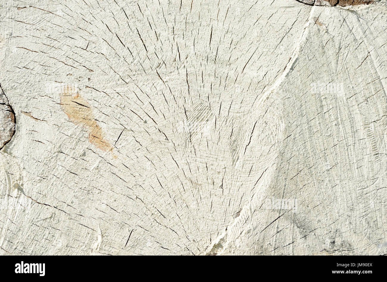 Cut of birch tree close up as background and texture Stock Photo - Alamy