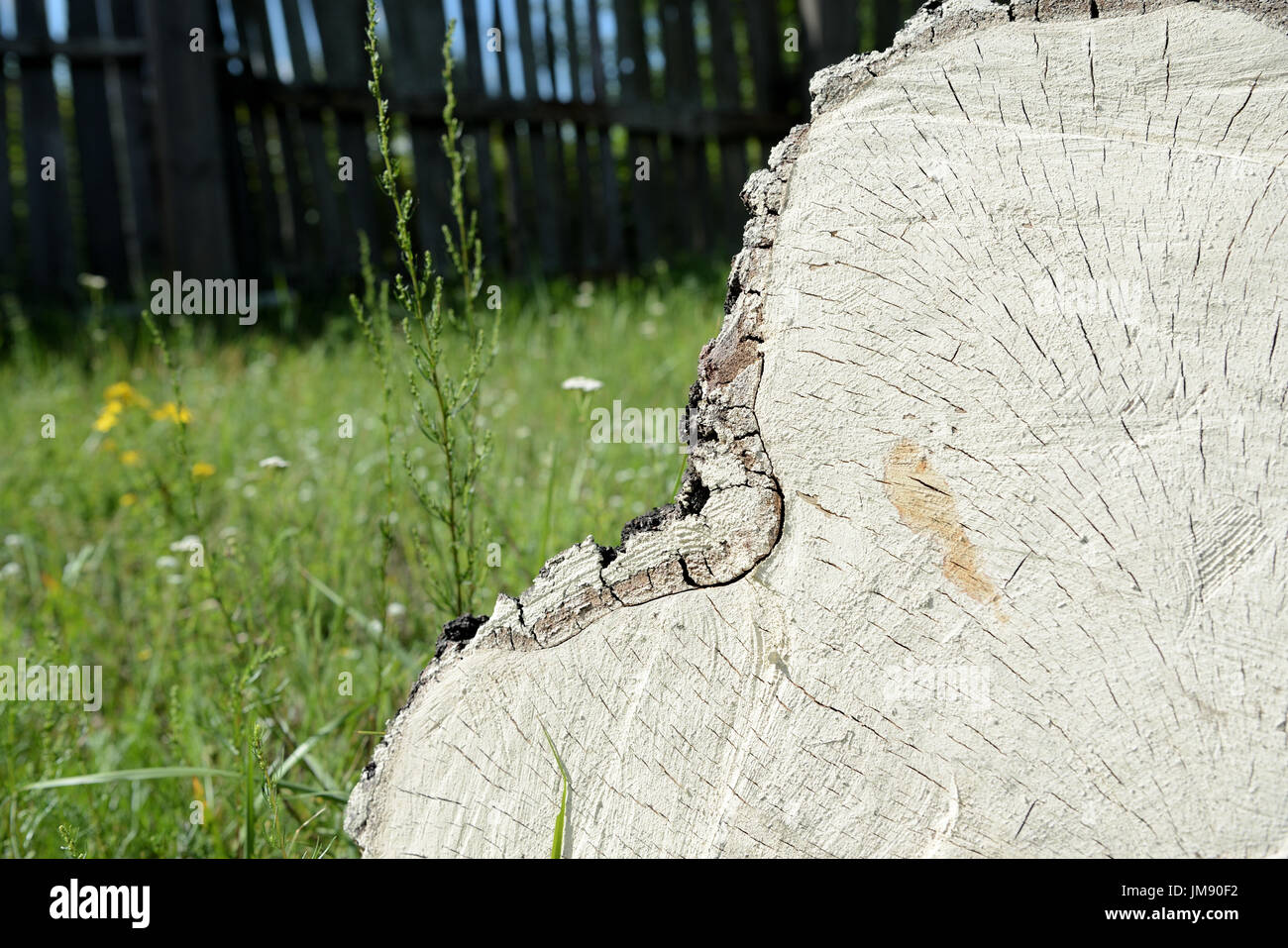 Cut of birch tree close up as background and texture Stock Photo - Alamy
