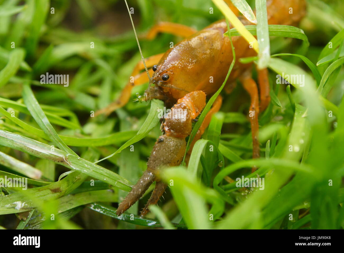 Yabby - Australian Crawfish Stock Photo - Alamy