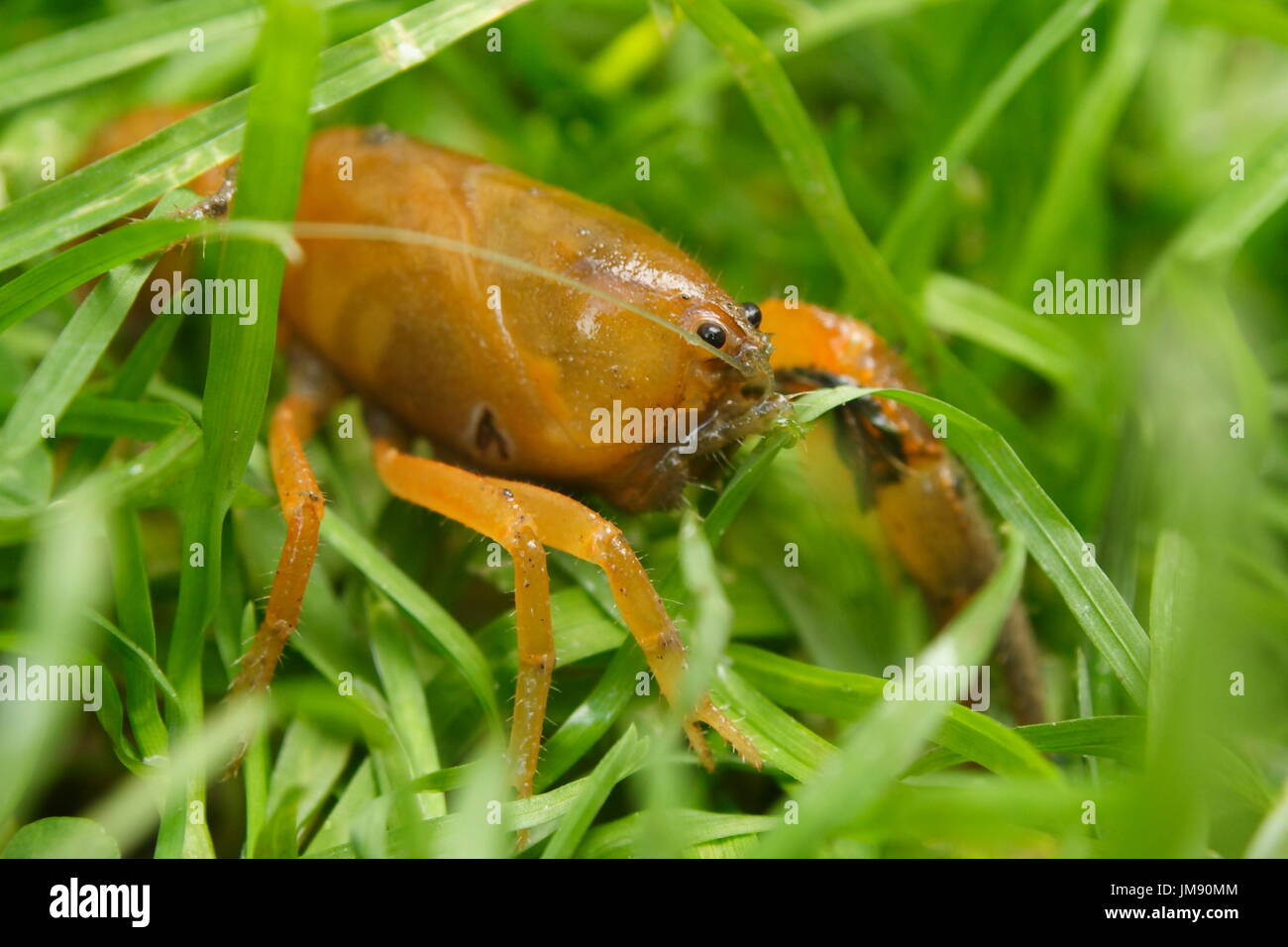 Yabby hi-res stock photography and images - Alamy
