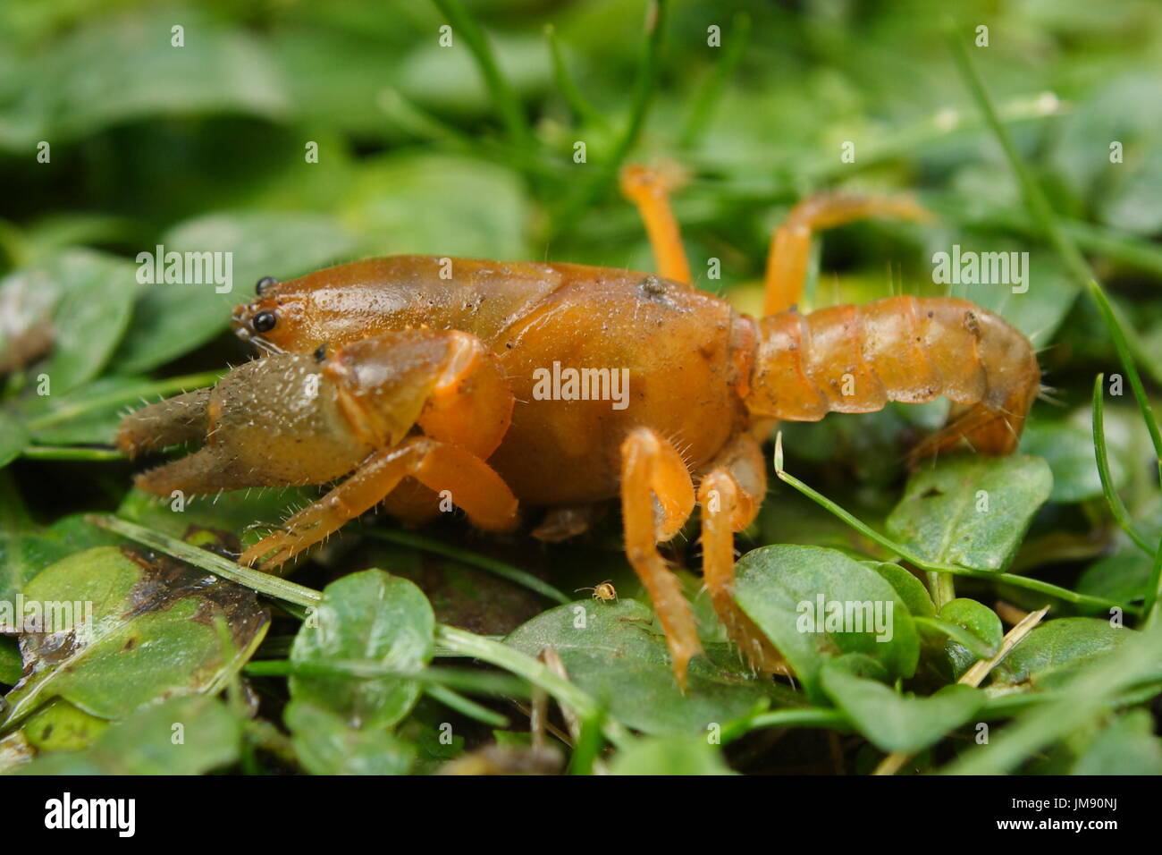 Australian yabby hi-res stock photography and images - Alamy