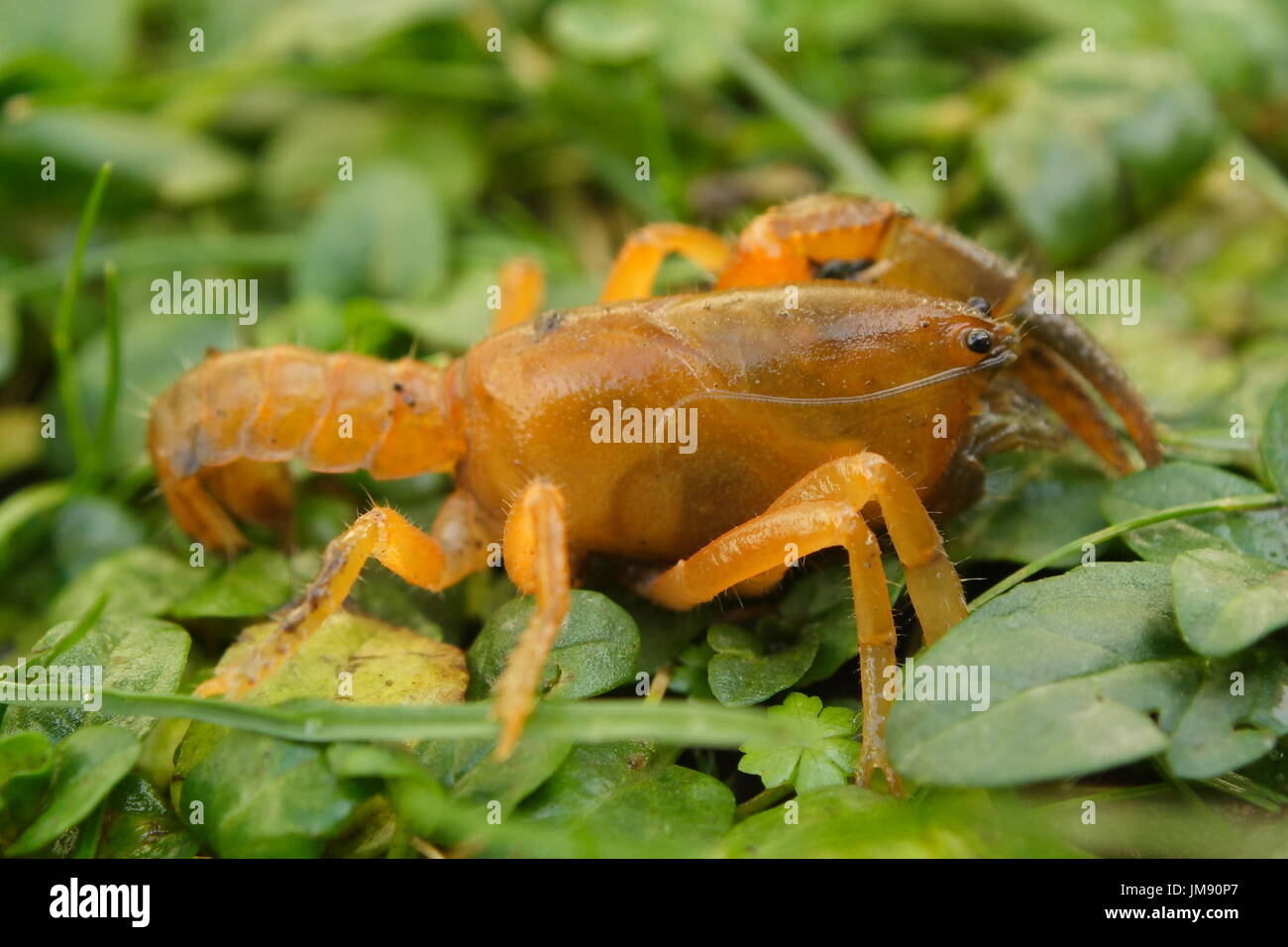 Yabby - Australian Crawfish Stock Photo - Alamy