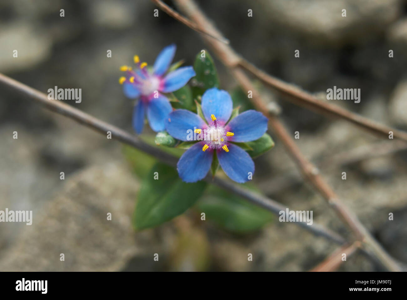 Lysimachia foemina hi-res stock photography and images - Alamy
