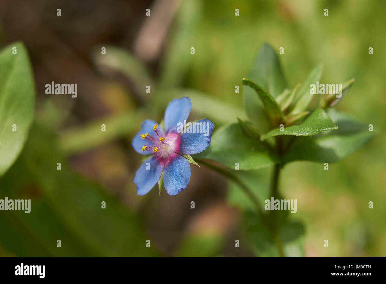 Lysimachia foemina hi-res stock photography and images - Alamy