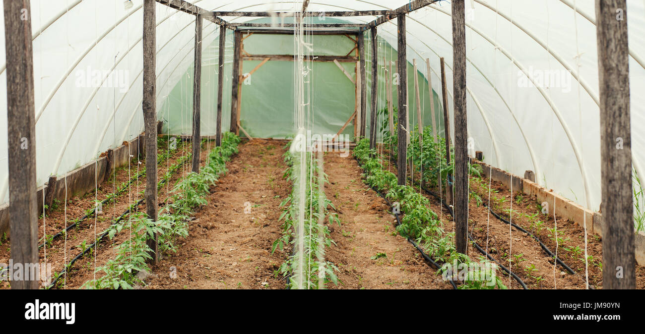 Interior view on simple village greenhouse, details of structure and ...