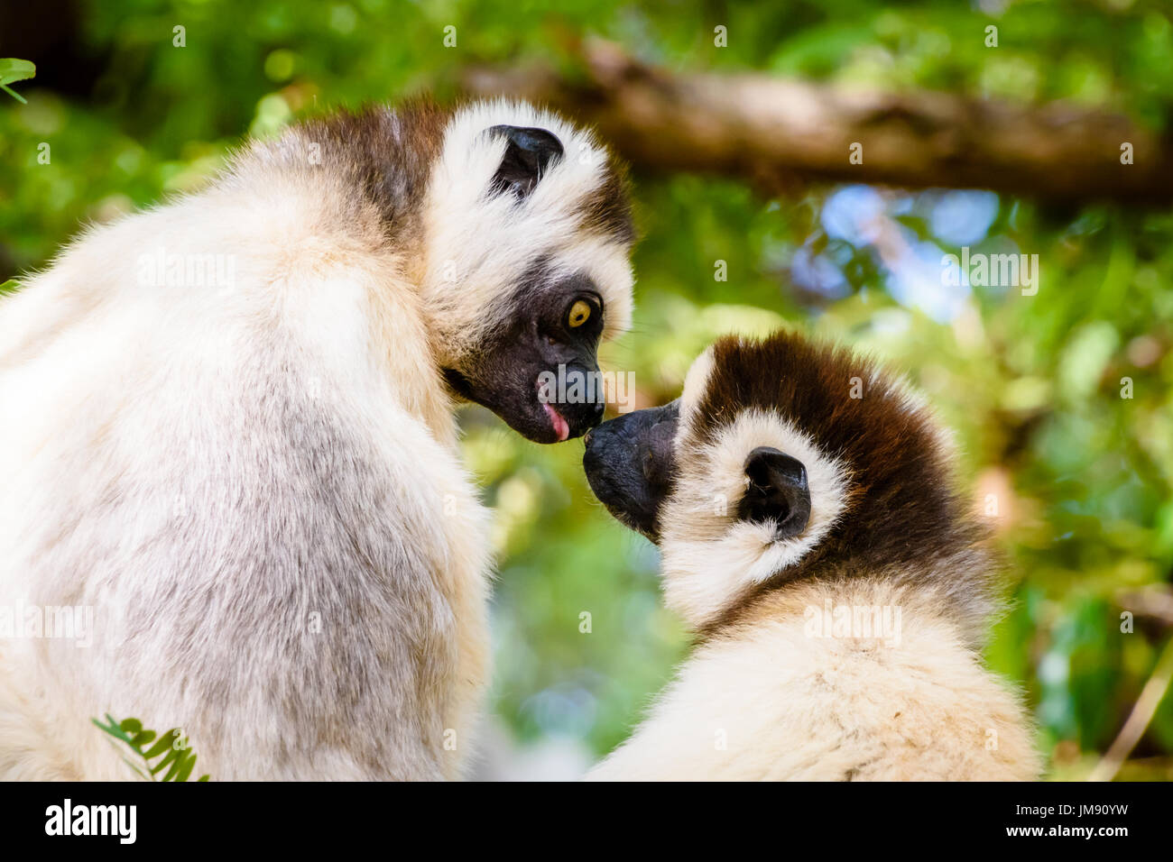 Monkeys kissing hi-res stock photography and images - Alamy