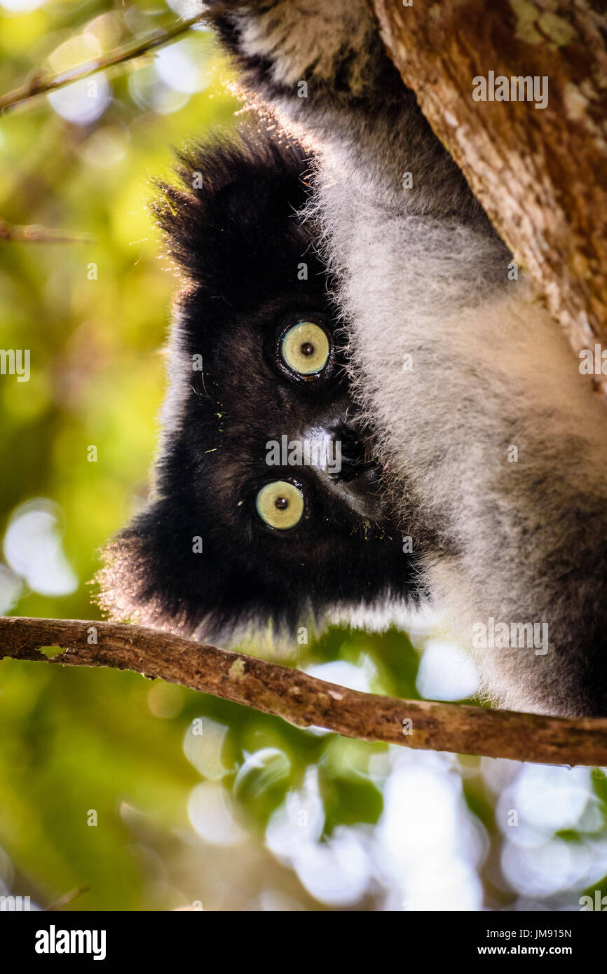 Close up face shot of teddy bear like endangered Indri in tree with ...