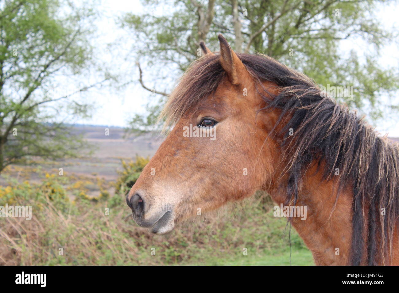 Profile of new forest pony in the spring Stock Photo - Alamy