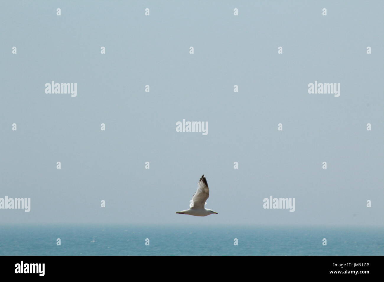 Seagull flying over the sea Stock Photo - Alamy