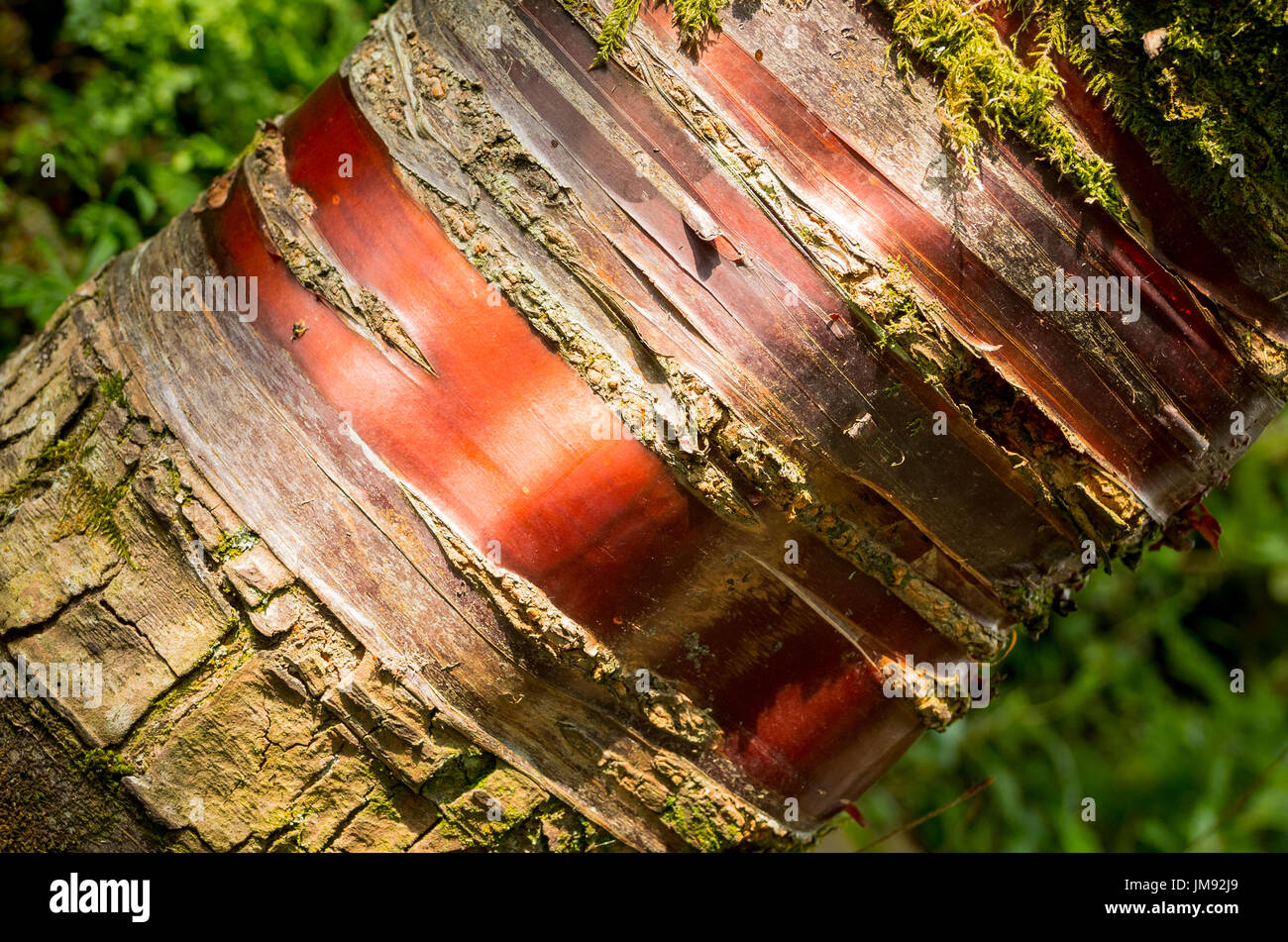 Polished mahogany-like bark of prunus serrula tree in UK Stock Photo ...