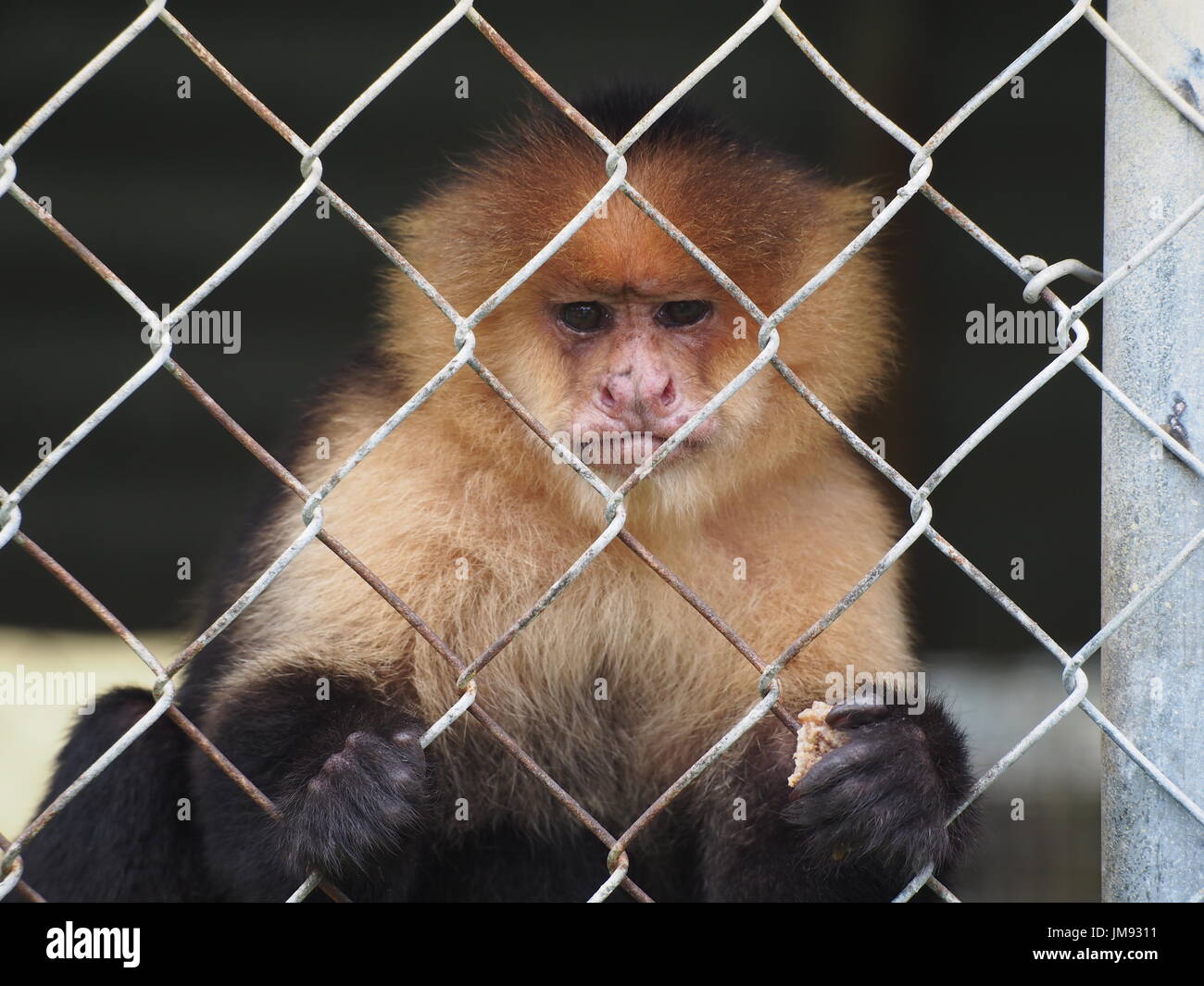 Capuchin monkey in cage Stock Photo - Alamy