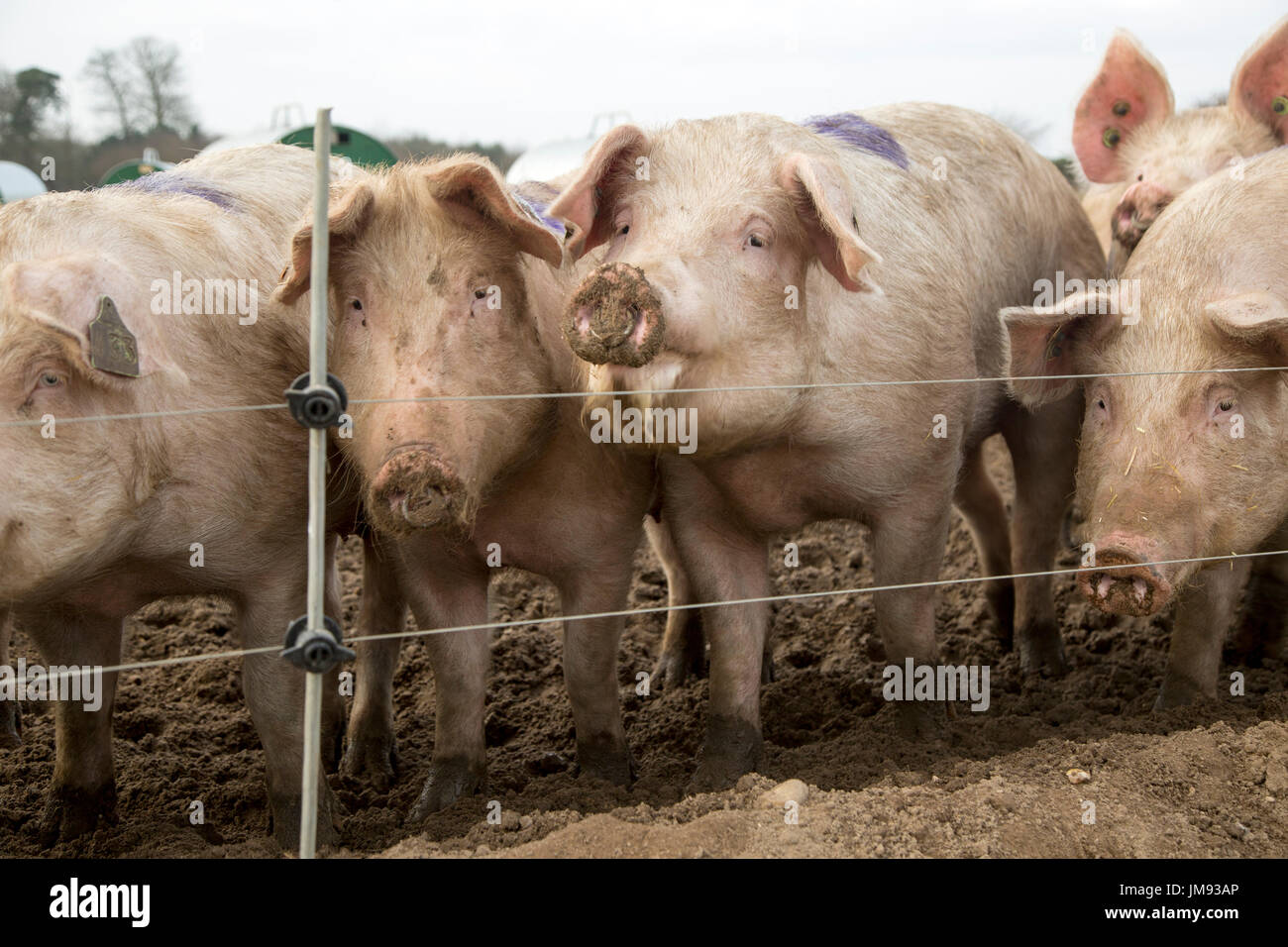 Free range pig farming pork production shottisham hi-res stock ...