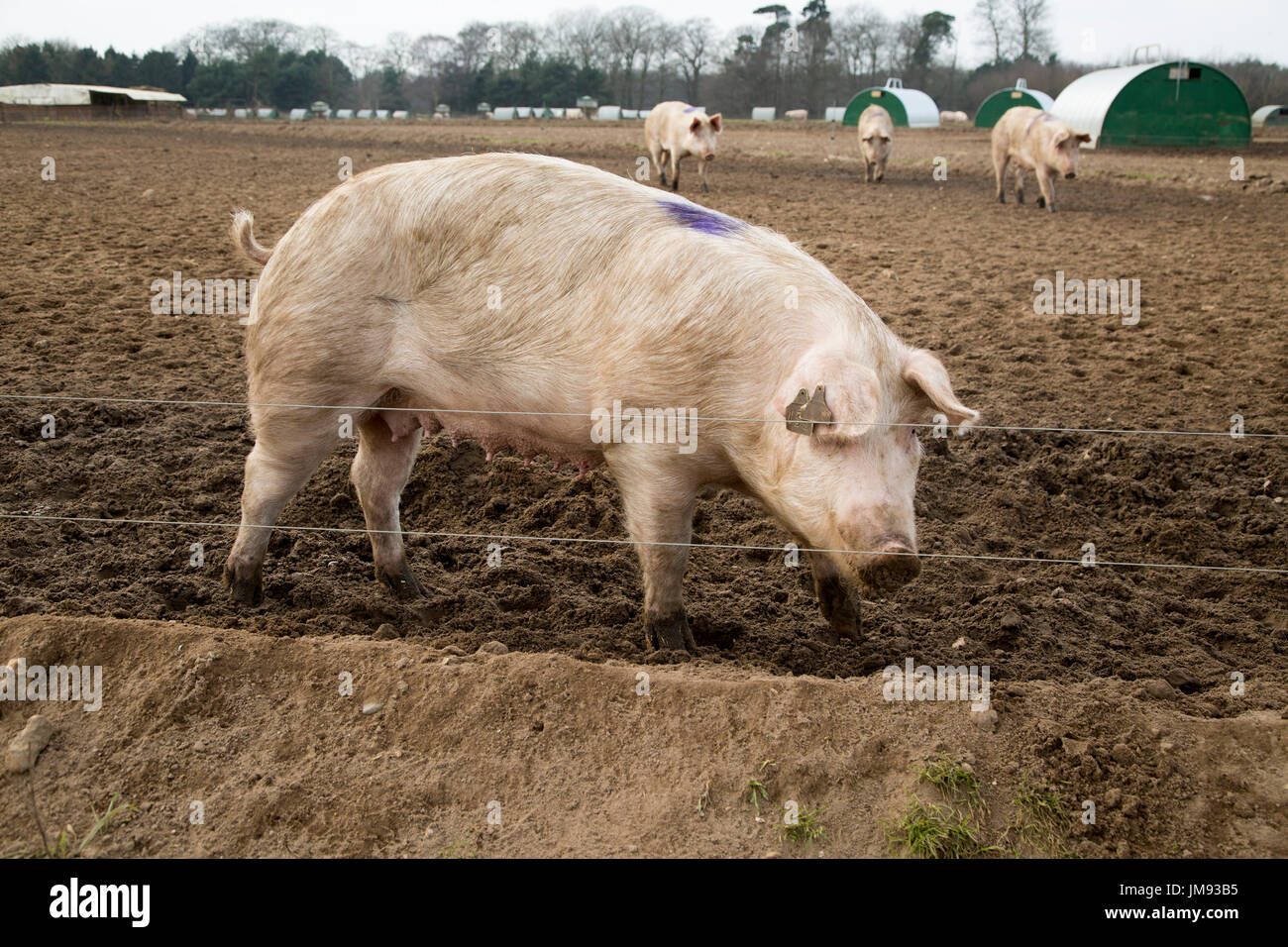 Free range pig farming pork production Shottisham, Suffolk, England, UK ...