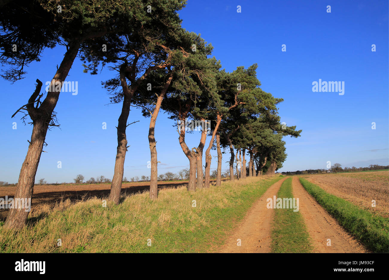 A line of Scots pine trees marking an field boundary in the countryside ...