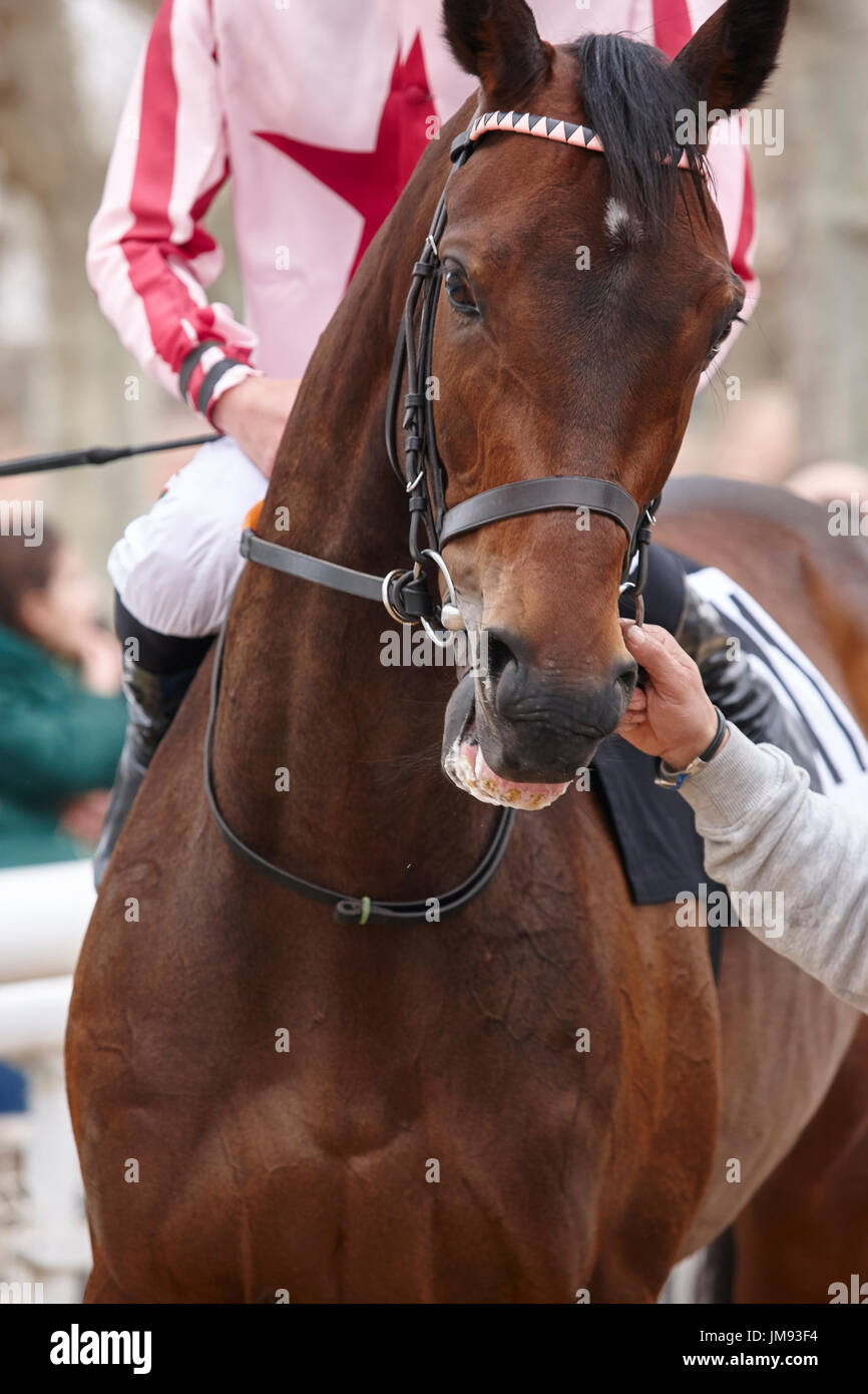 Race horse head with jockey ready to run. Paddock area. Vertical Stock ...