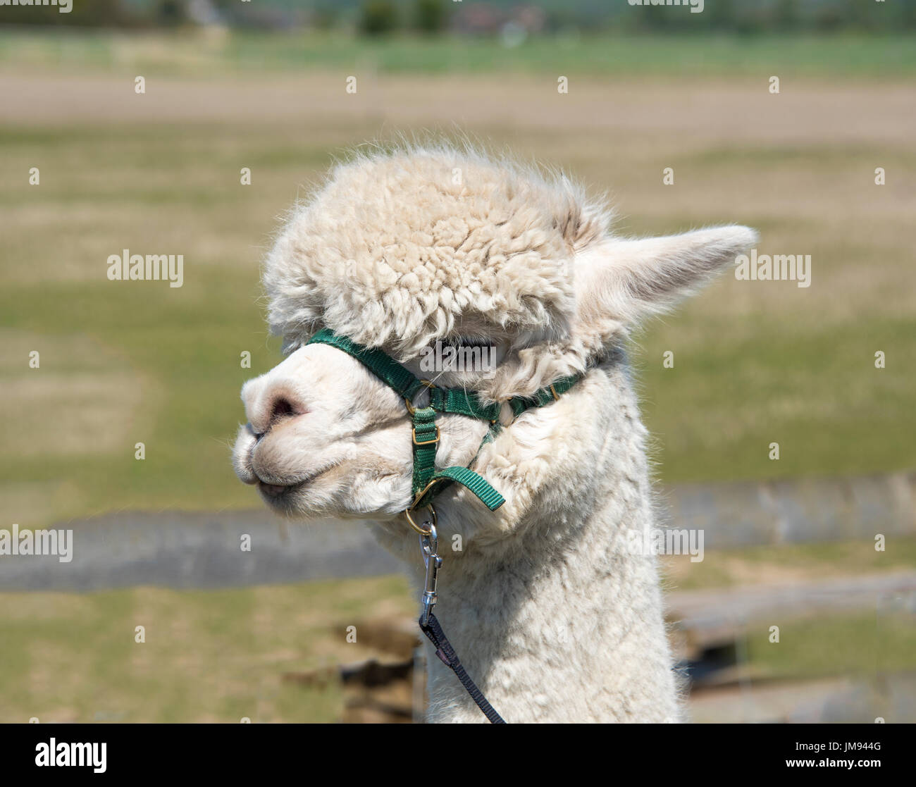 Alpaca with a harness and a lead Stock Photo - Alamy