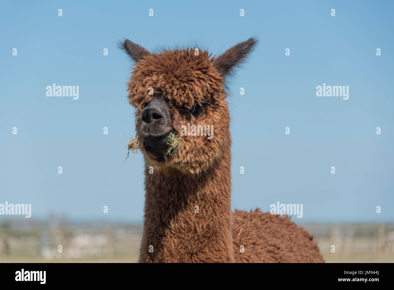 Ugly Brown Alpaca