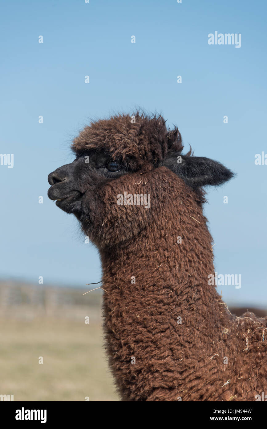 Head and neck of a brown Alpaca Stock Photo - Alamy