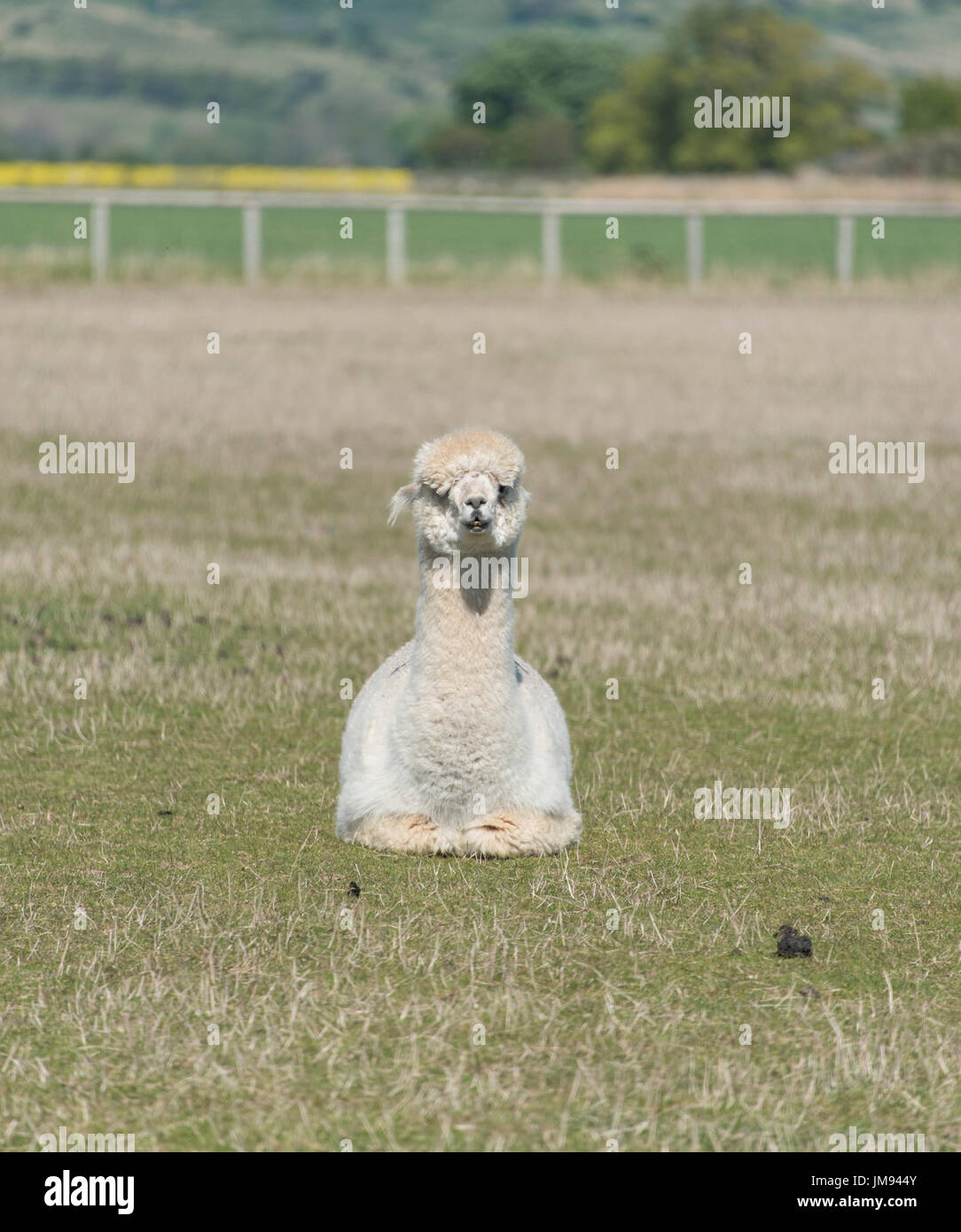 Alpaca in a field hi-res stock photography and images - Alamy