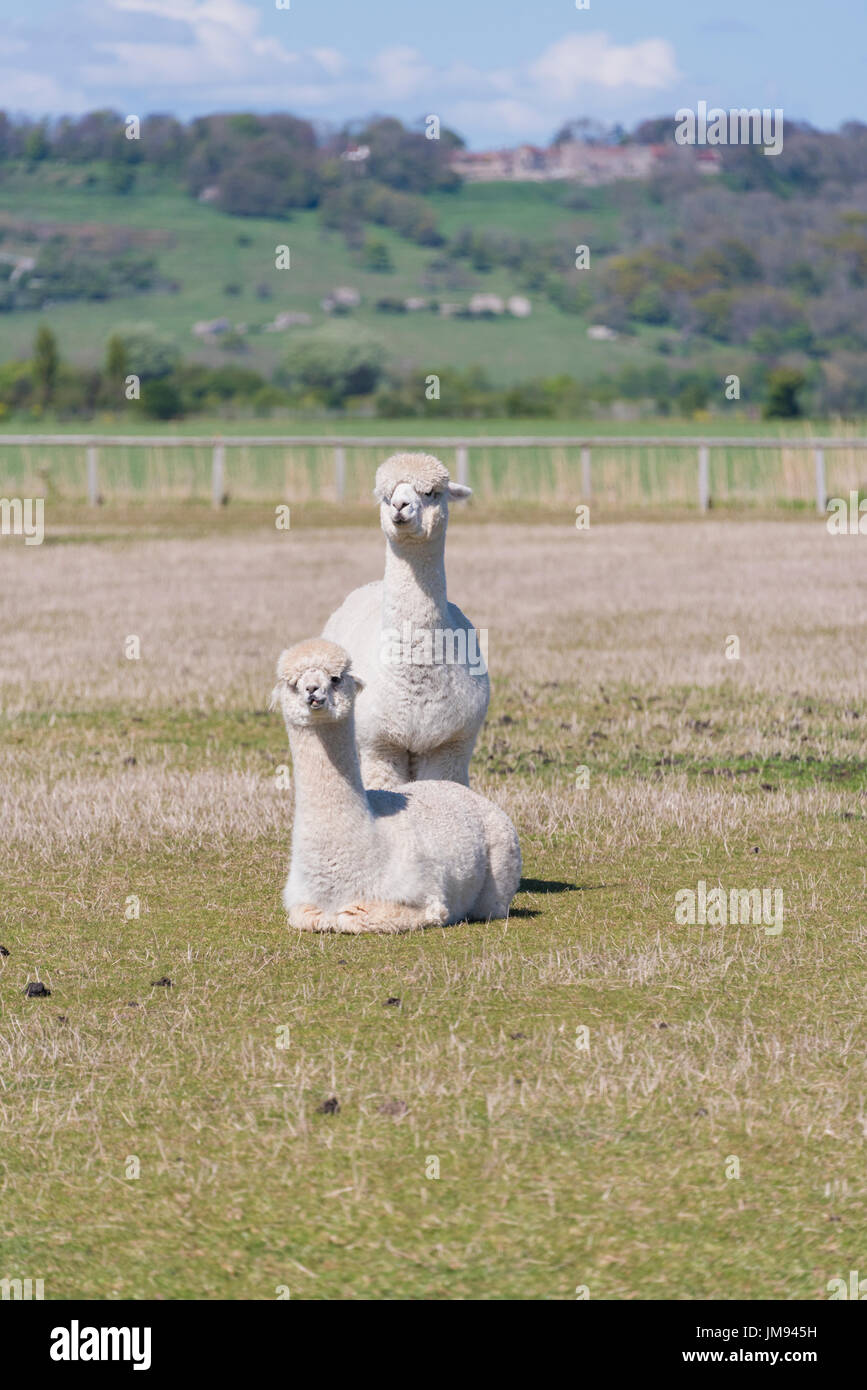 Two huacaya alpacas hi-res stock photography and images - Alamy