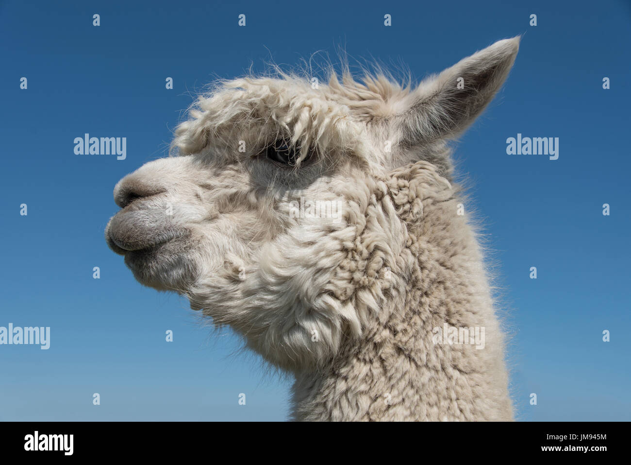 Alpaca head view hi-res stock photography and images - Alamy