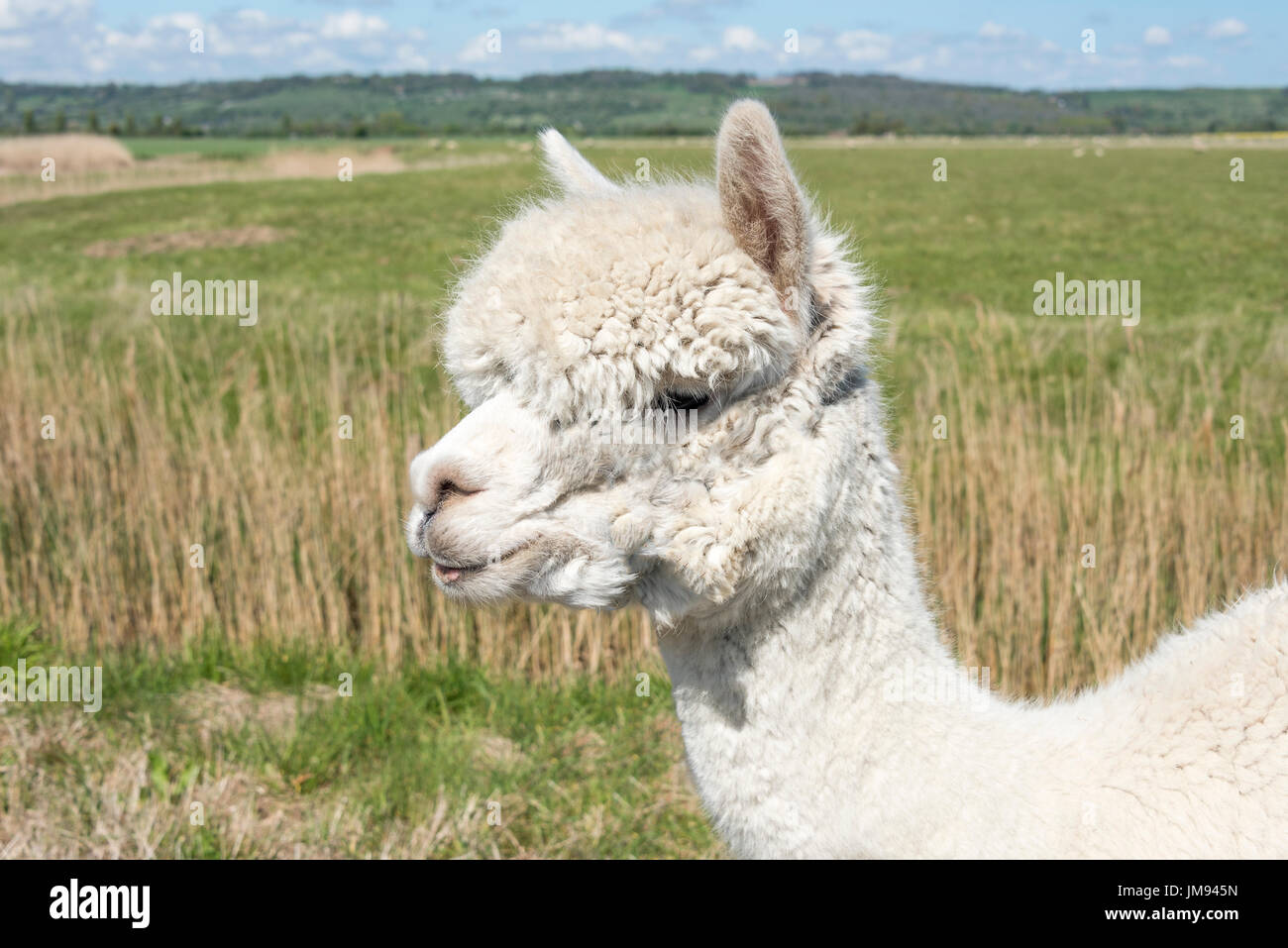 Head and neck of a White Alpaca Stock Photo - Alamy