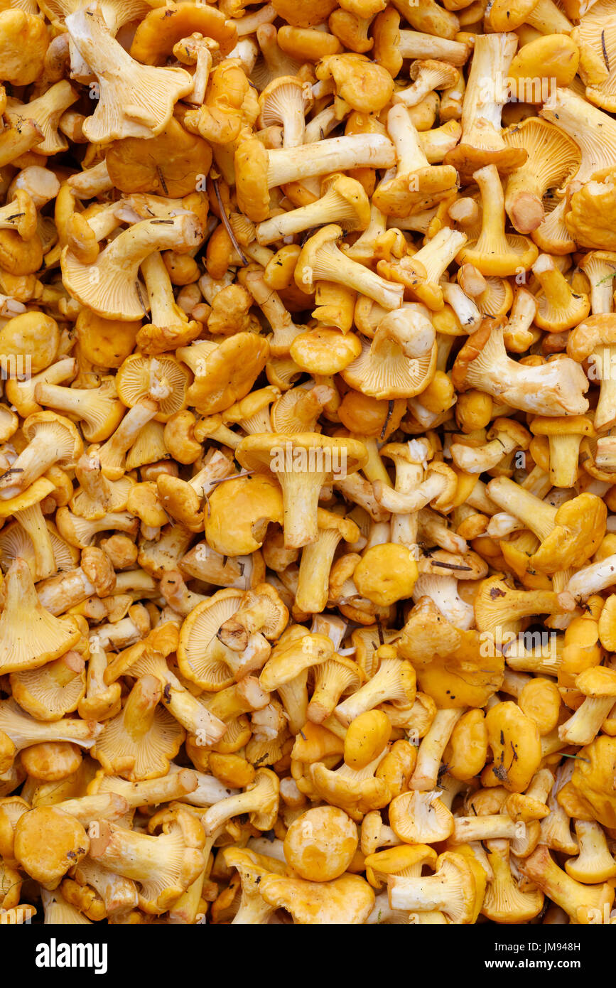 Girolle golden cantharellus mushroom girolles chanterelles orange ...
