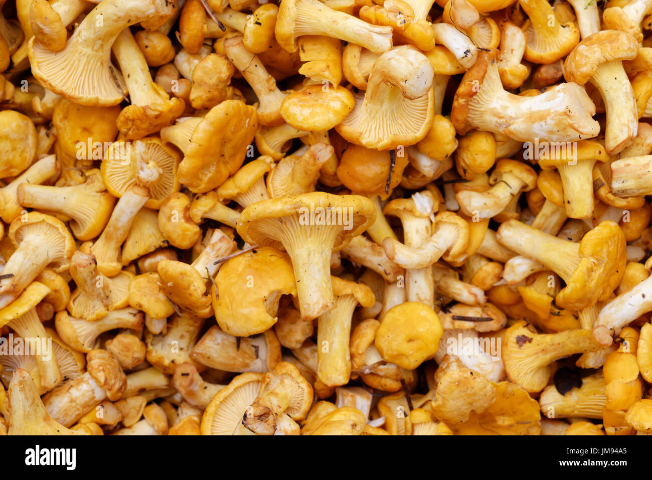 Girolle golden cantharellus mushroom girolles chanterelles orange ...