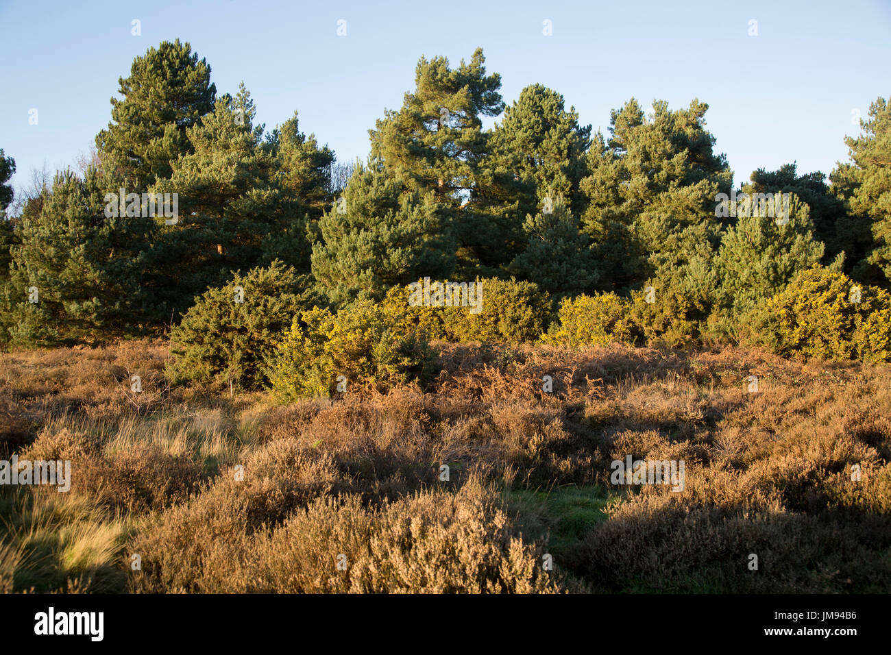 Gorse and pine trees hi-res stock photography and images - Alamy