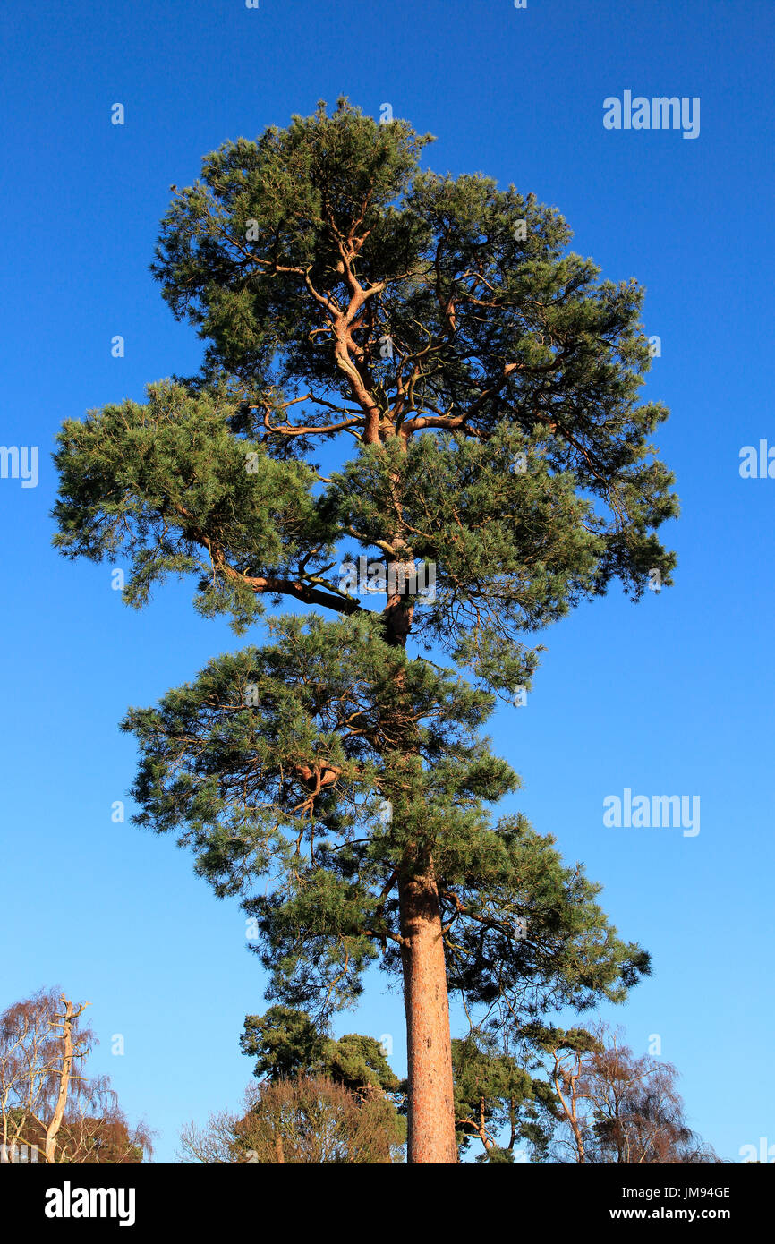Scots pine trees Pinus sylvestris against blue sky, Sutton Heath ...