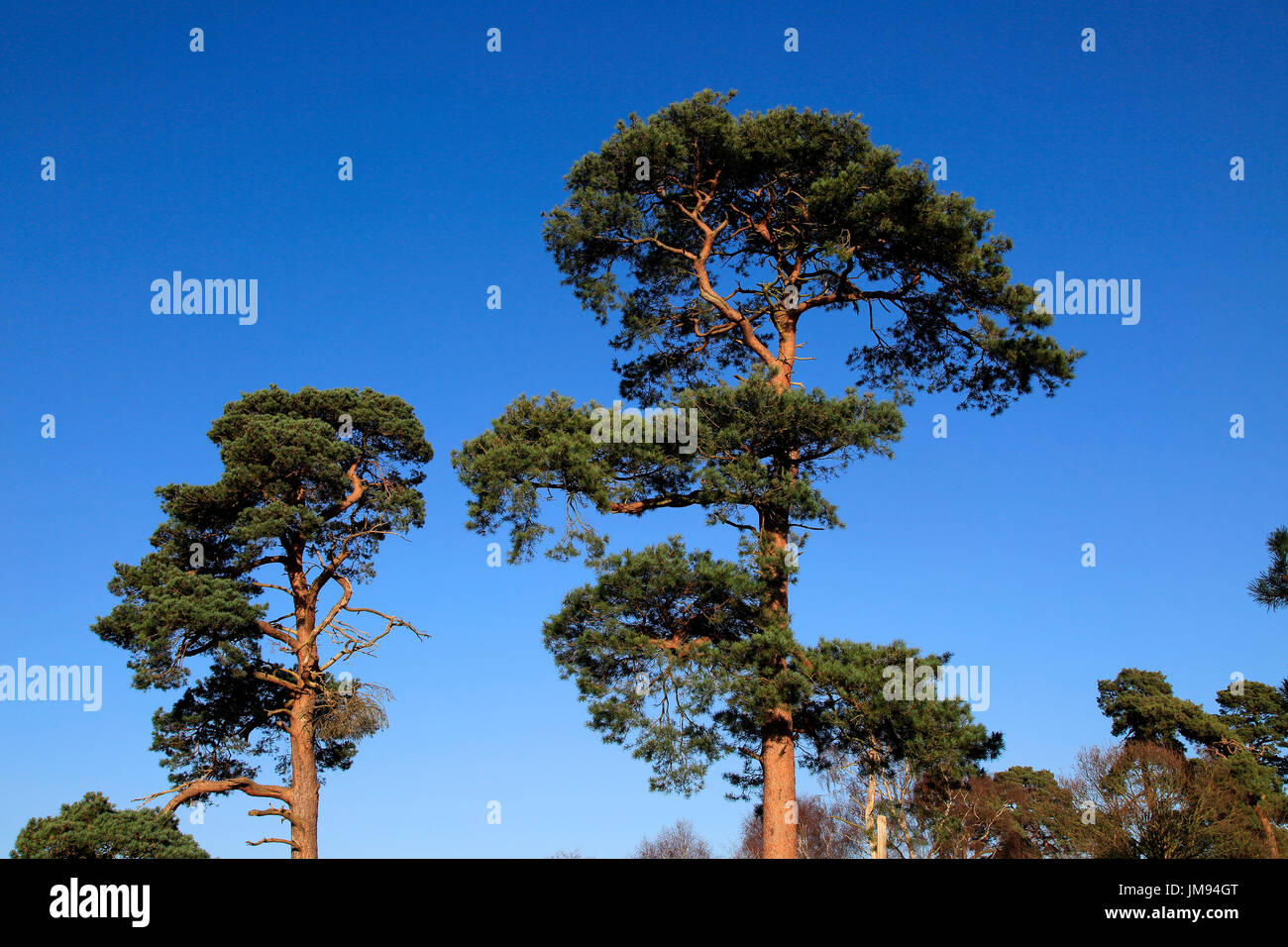 Scots pine trees Pinus sylvestris against blue sky, Sutton Heath ...