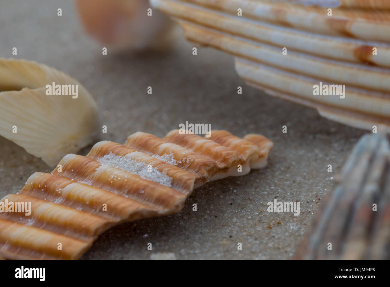 Broken Shells Close Up on Beach with grains of sand Stock Photo - Alamy