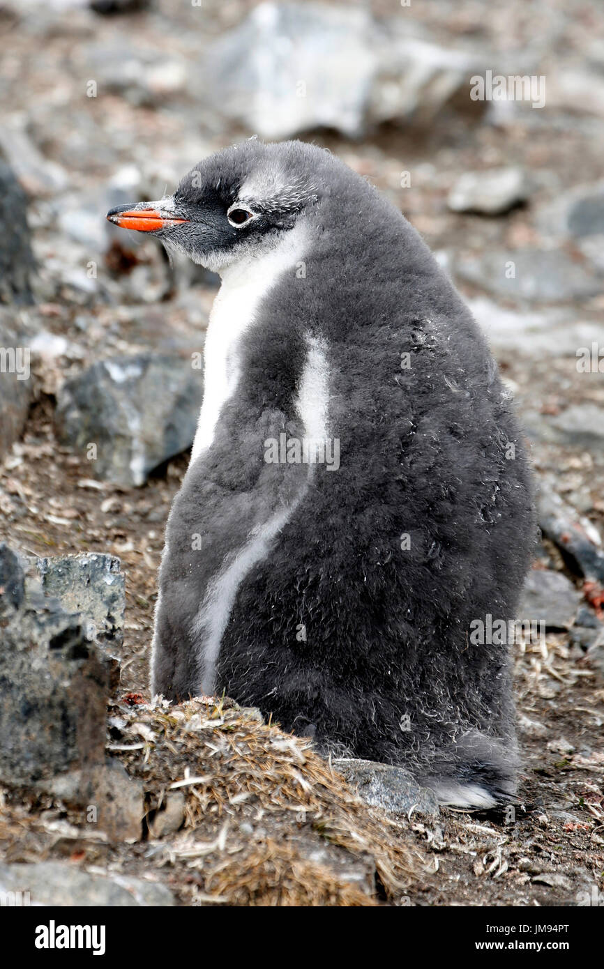 Fluffy Baby Penguin