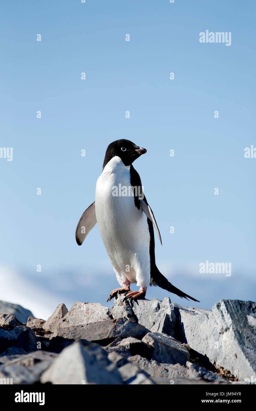 Portrait of Adélie Penguin (Pygoscelis adeliae) on the beach Stock ...