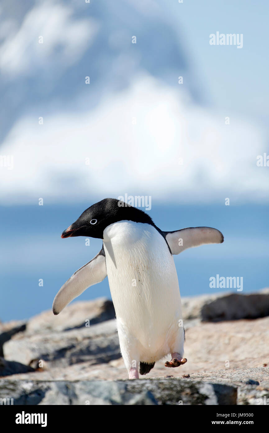 Chubby penguin hi-res stock photography and images - Alamy