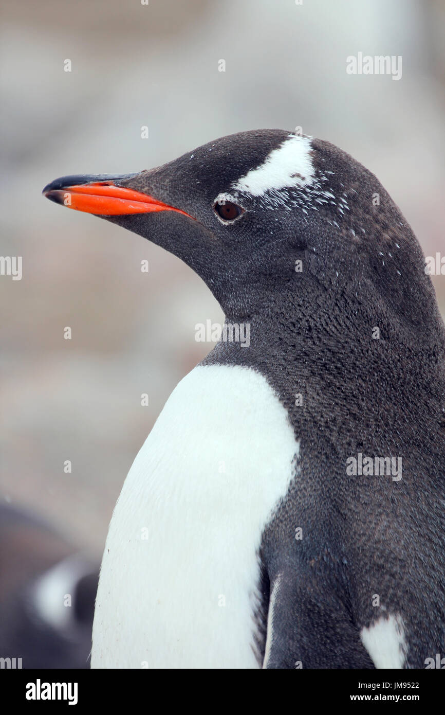 Chubby penguin hi-res stock photography and images - Alamy