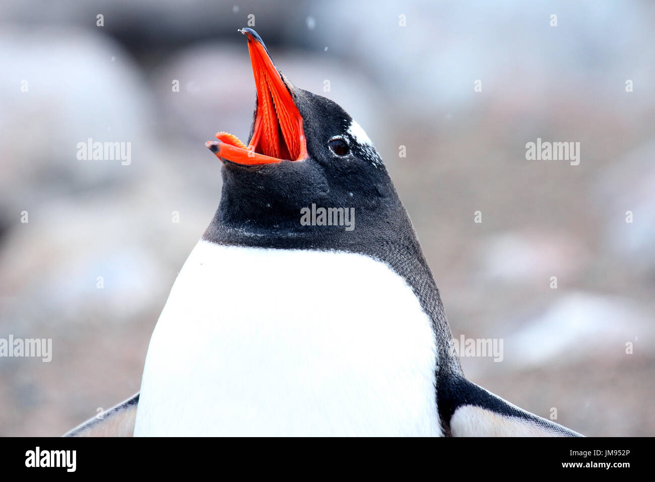 Friends landing hi-res stock photography and images - Alamy