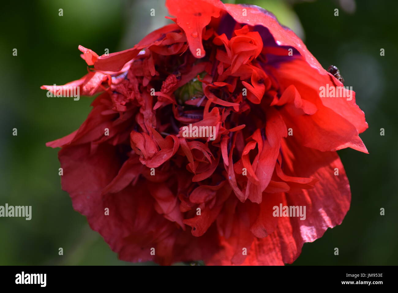 Ragged poppy hi-res stock photography and images - Alamy
