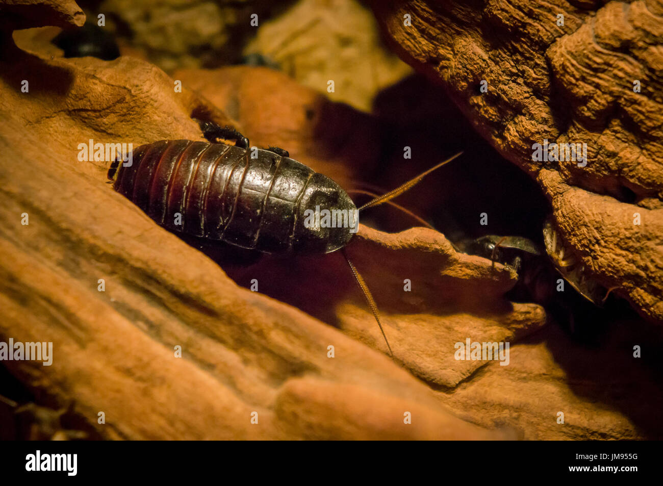 Madagascar Giant Hissing Cockroach High Resolution Stock Photography ...