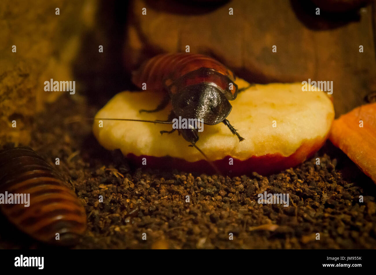 Giant Madagascar Hissing Cockroach, Gromphadorhina portentosa, insects ...
