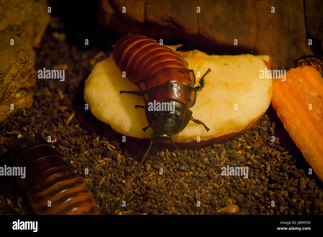 Giant Madagascar Hissing Cockroach, Gromphadorhina portentosa, insects ...