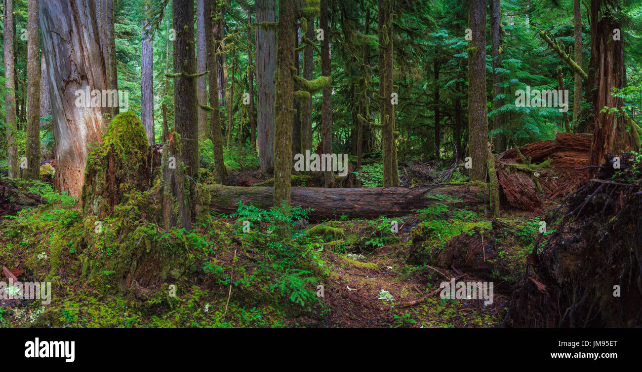 Beautiful sol duc falls hi-res stock photography and images - Alamy