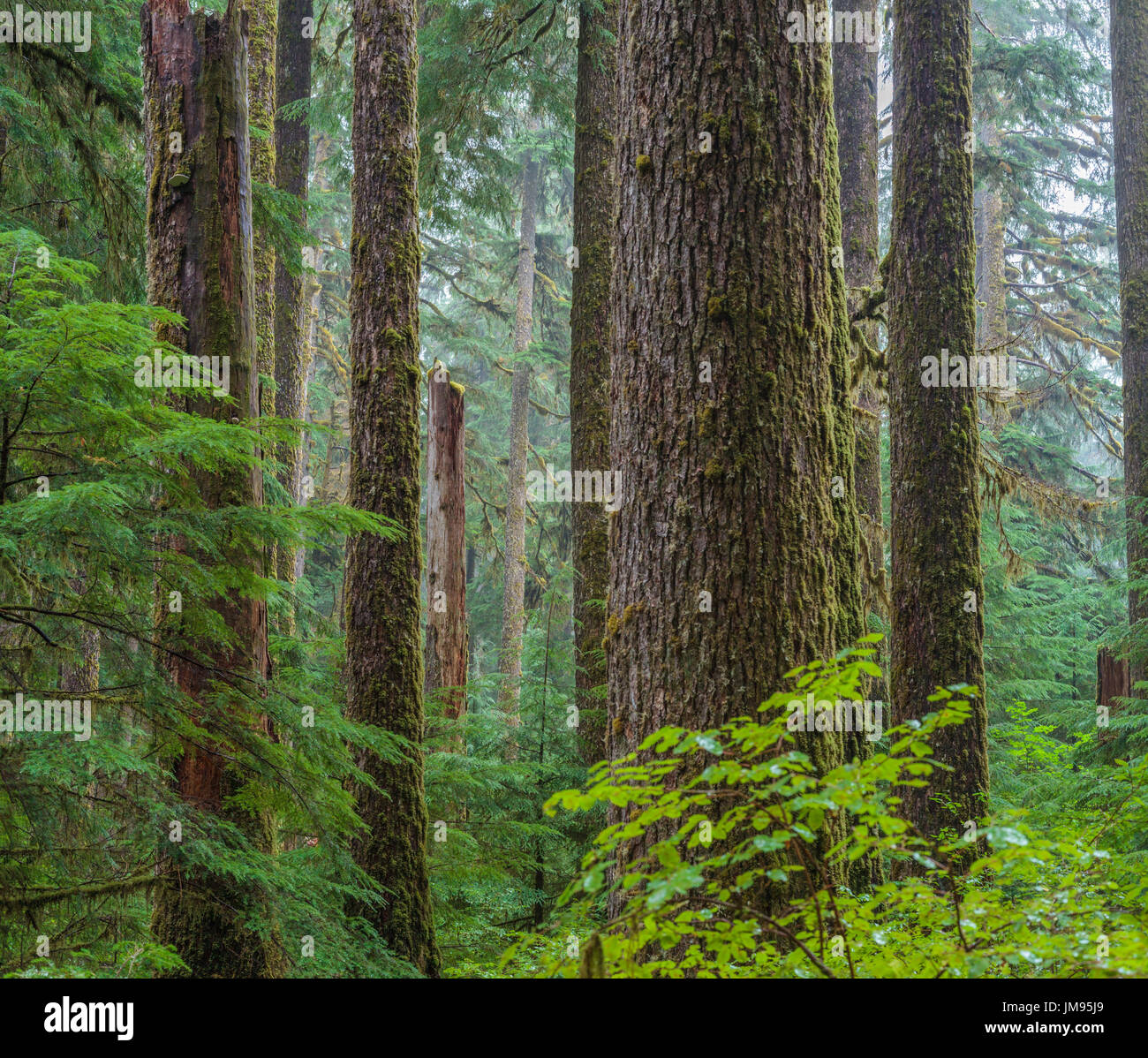 Sol duc trail hi-res stock photography and images - Alamy