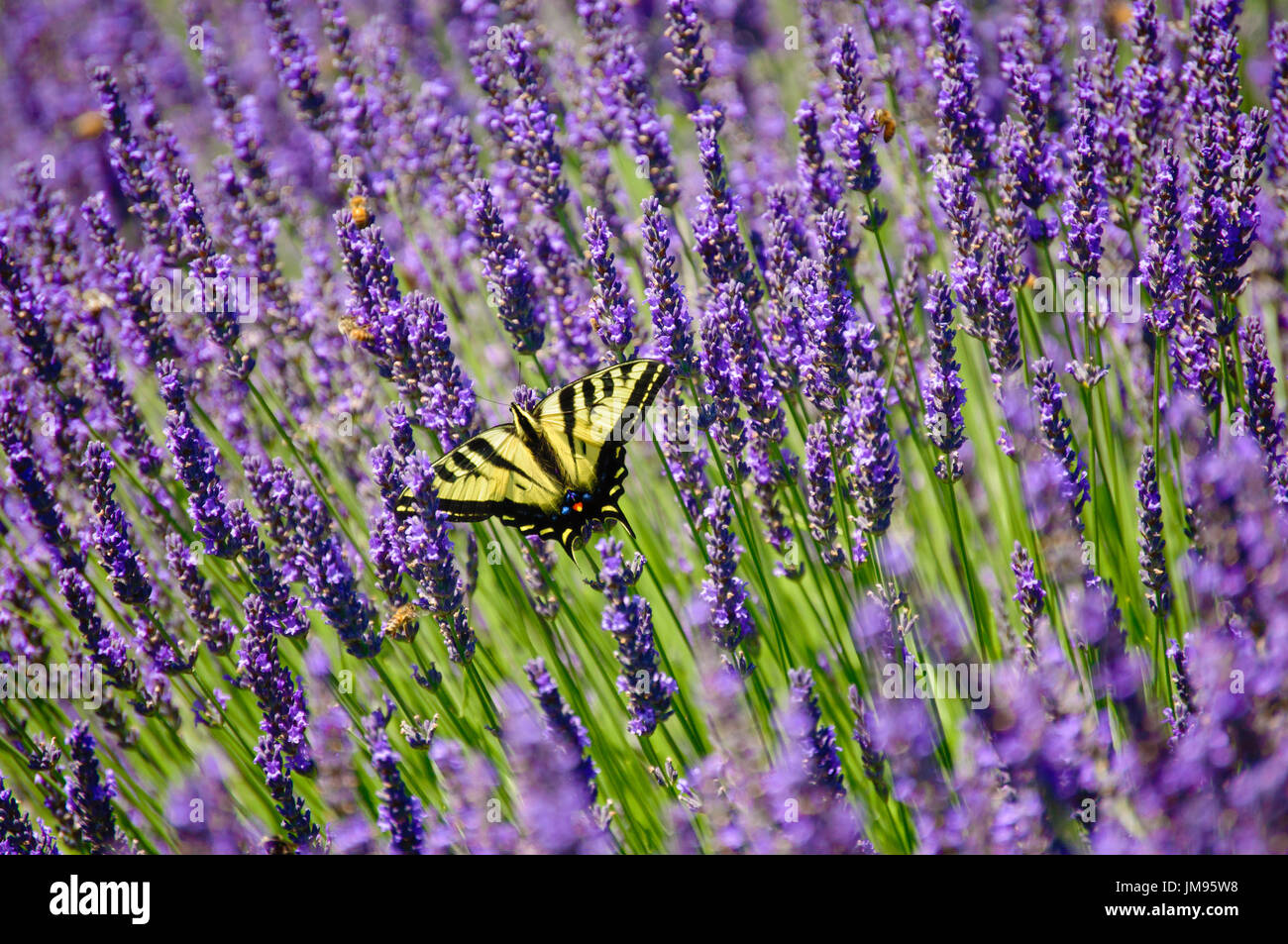 Lavender field of flowers with closeup of yellow swallowtail butterfly ...