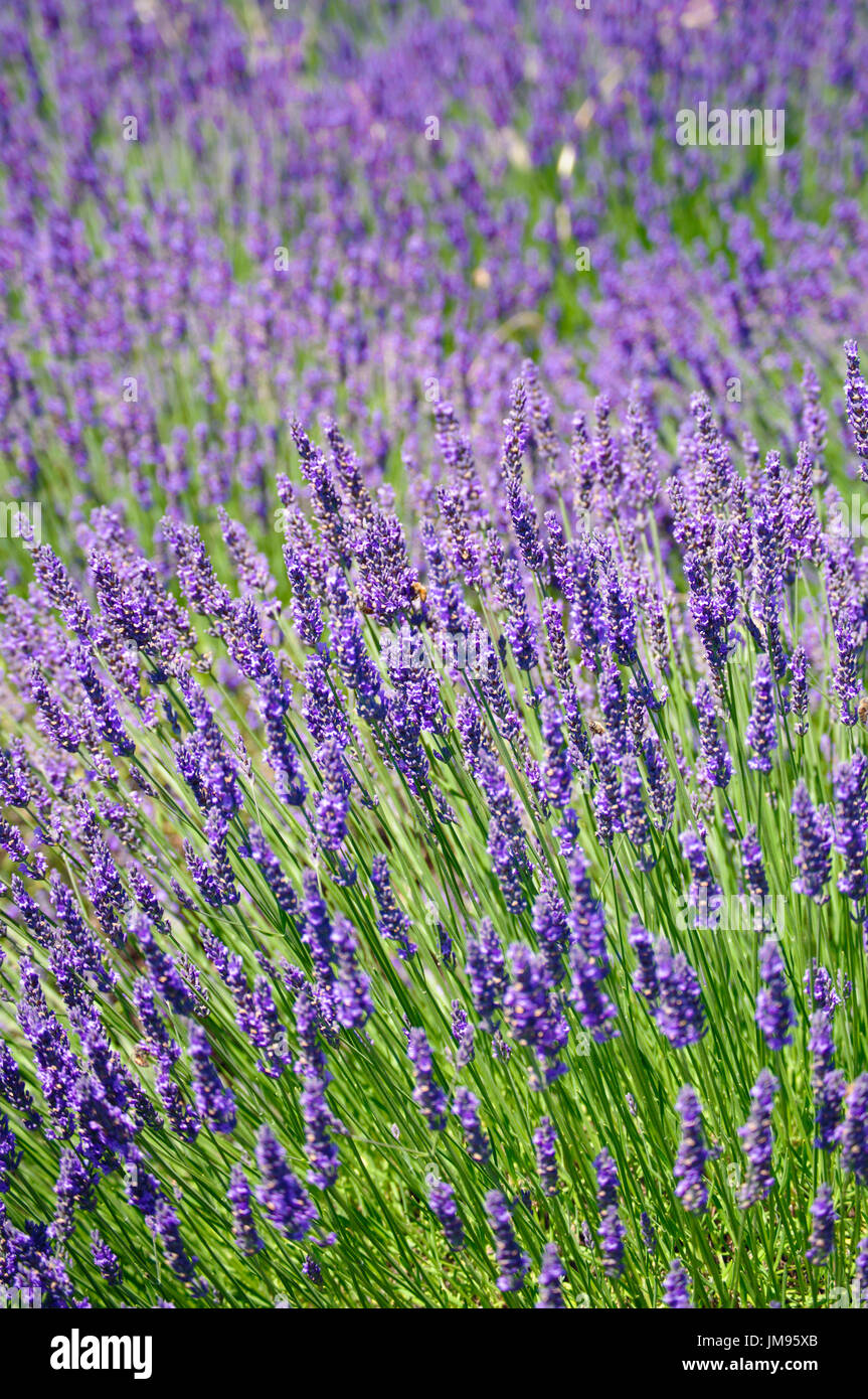 Lavender background hi-res stock photography and images - Alamy