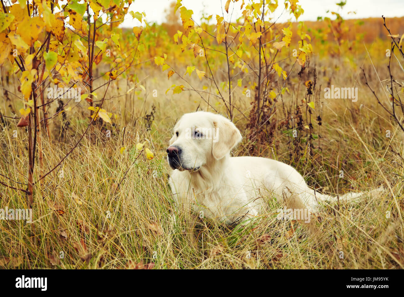Labrador retriever canine hi-res stock photography and images - Alamy