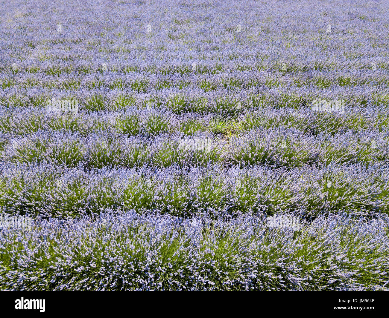Aerial Drone View Of Lavender Flowers Field Stock Photo - Alamy